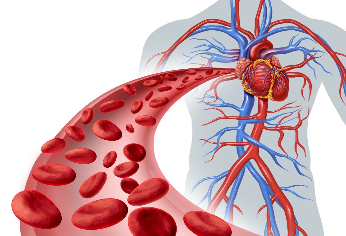 Proper Hydration Promotes Blood Circulation Proper Hydration Promotes Blood Circulation